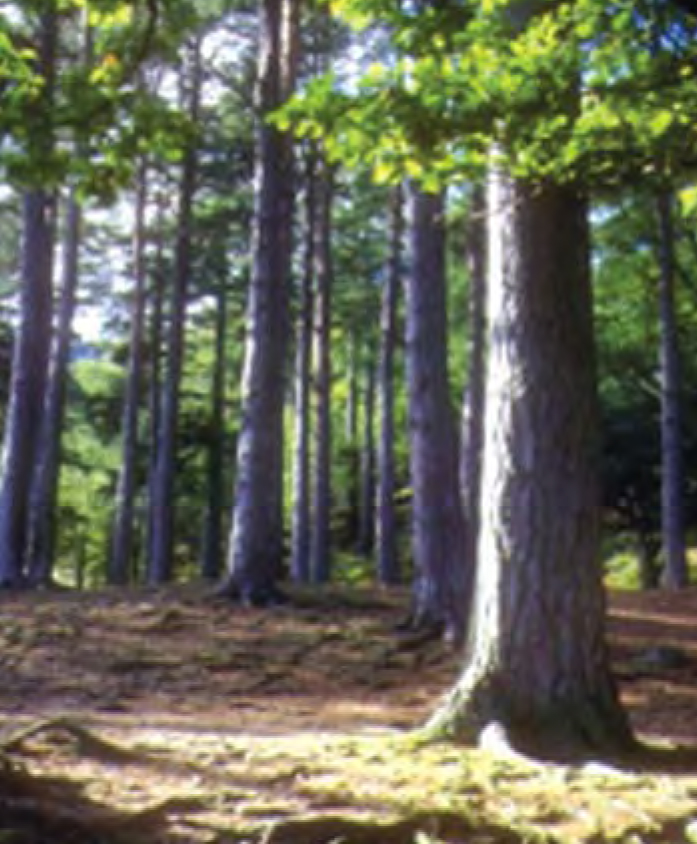 Fireplace Mantels - About Reclaimed Timber - Old Growth Wood Mantels